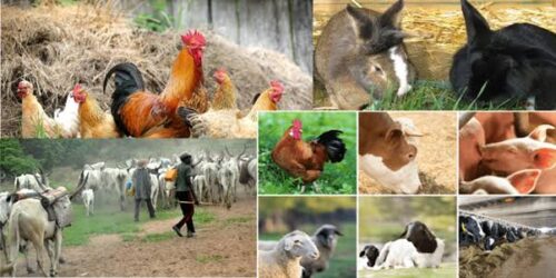 Sustainable Rural Livelihoods through Micro-livestock Production - One ...